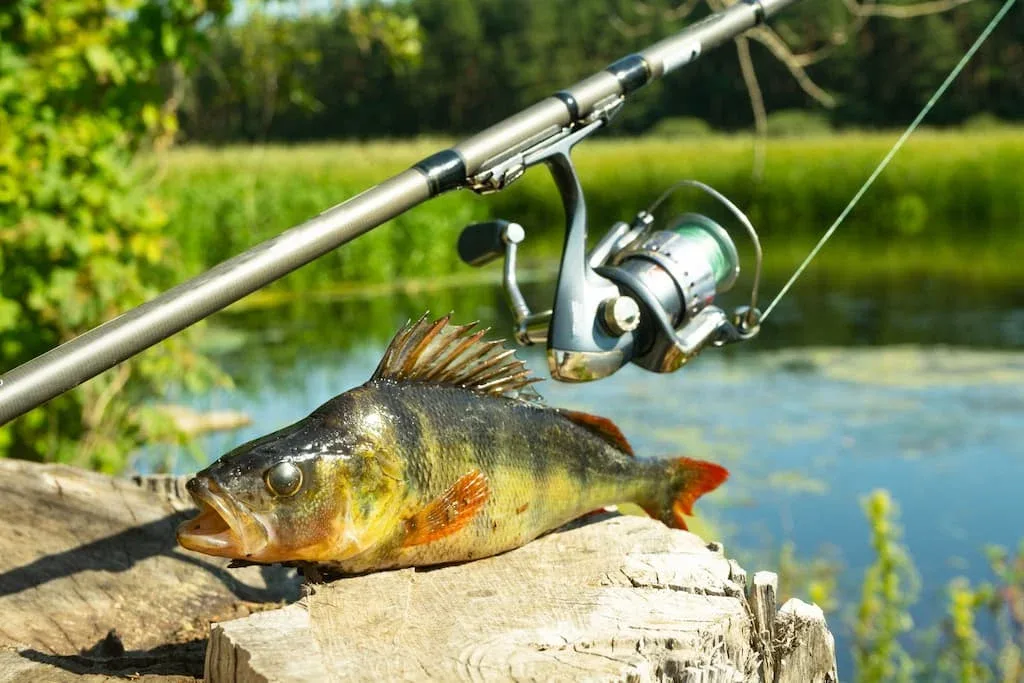 Poisson carnassier : la Perchaude (Perca flavescens) - Billouttes