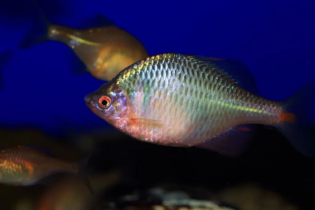 Découvrez la Bouvière, un minuscule poisson coloré des eaux douces ...