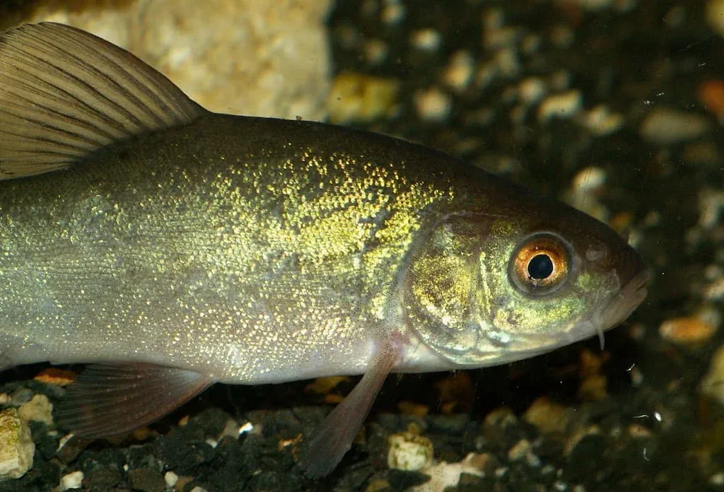 Poisson blanc : la Tanche (Tinca tinca) - Billouttes