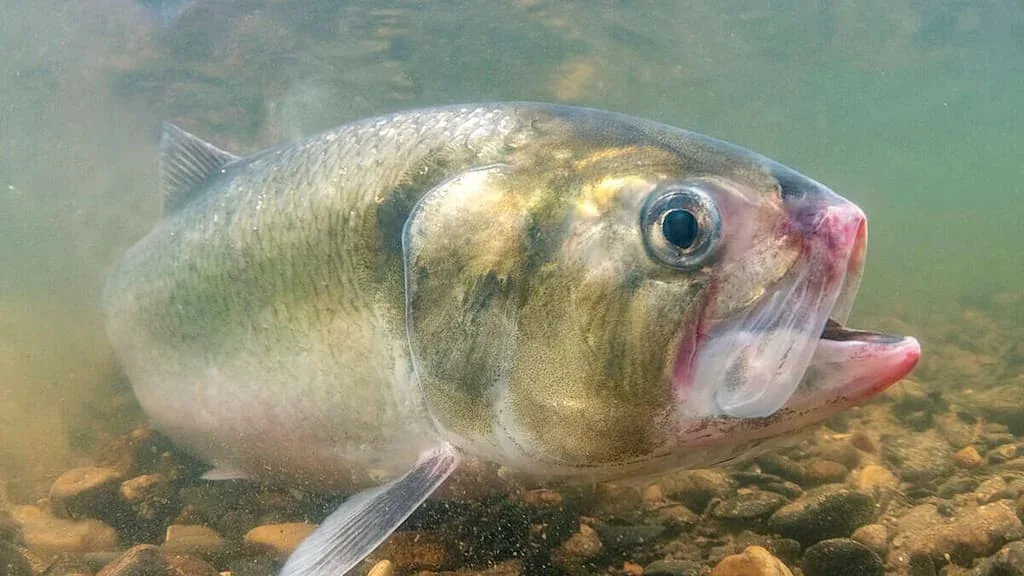 Poisson blanc : l'Alose vraie (Alosa alosa) - Billouttes
